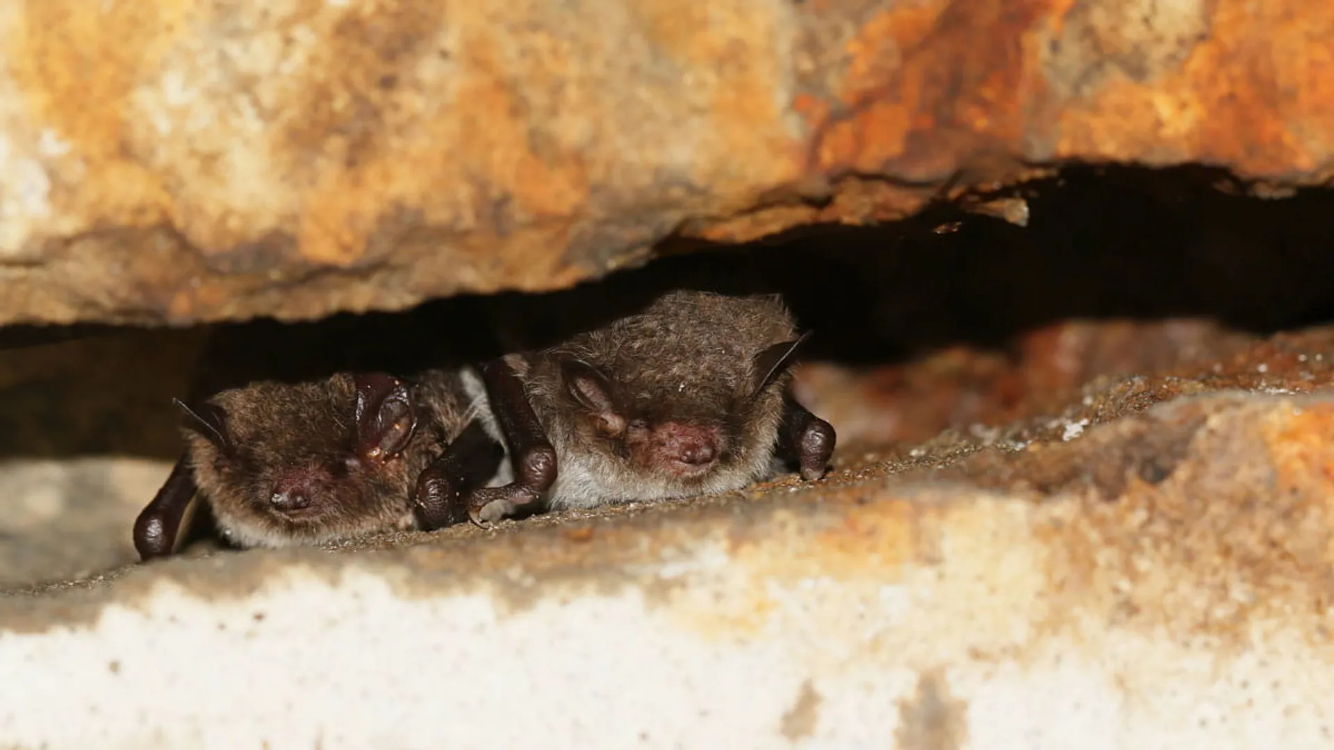 Excursie vleermuizen spotten van Boswachterij Dorst - Explore Breda