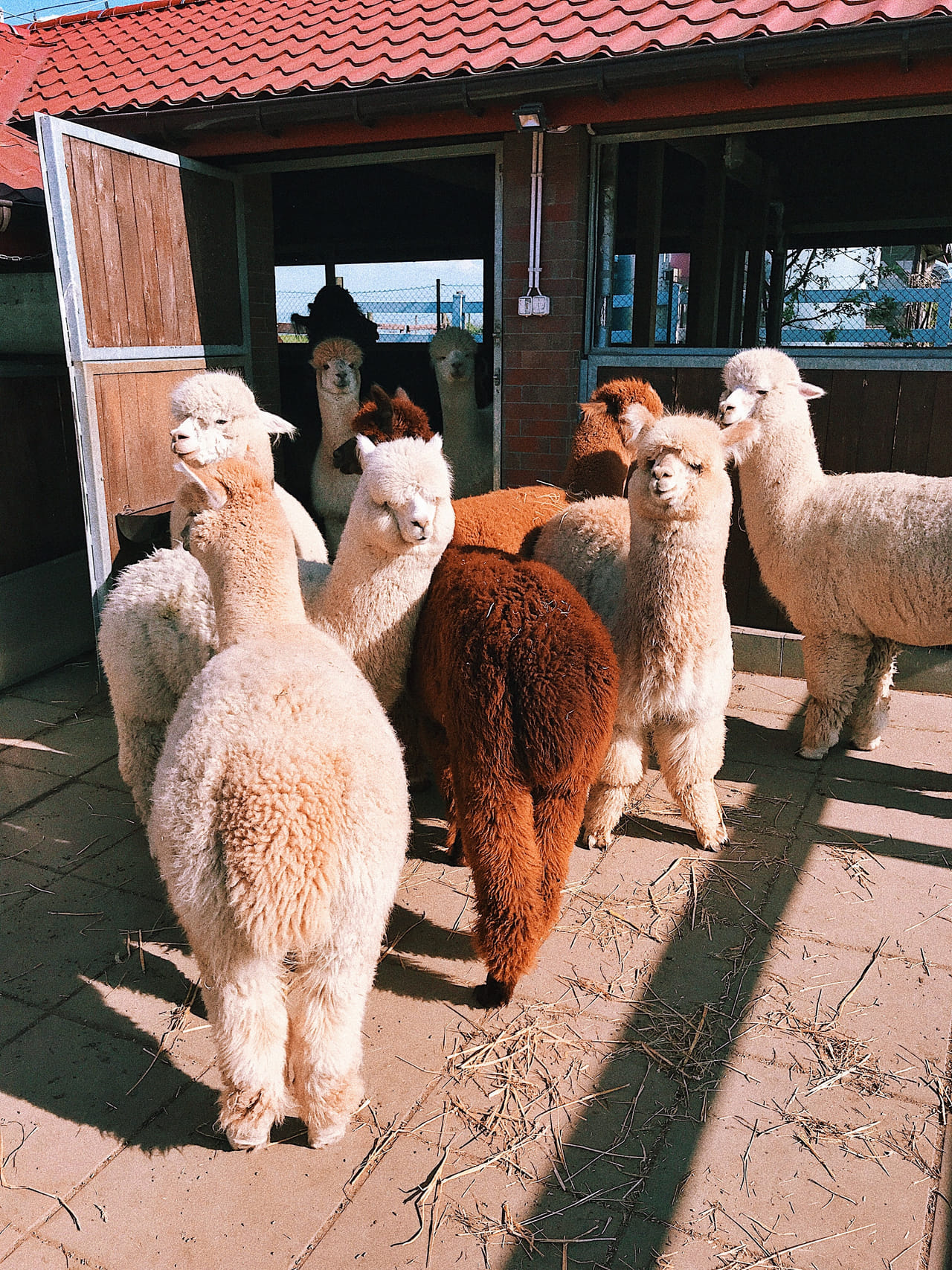 Alpaca Country - Explore Breda